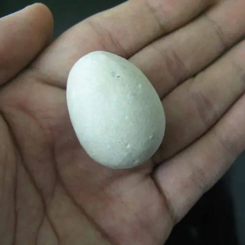 Jungle Goat Pearl - Type A2 • Healing Crystal Stones Goat Pearls