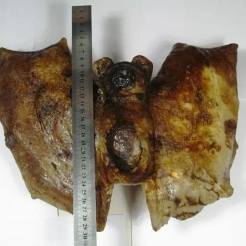 Super Rare Fossilized Bat (Crystal Structure) • Healing Crystal Stones ...