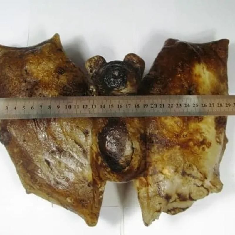 Super Rare Fossilized Bat (Crystal Structure) - Healing Crystal Stones ...