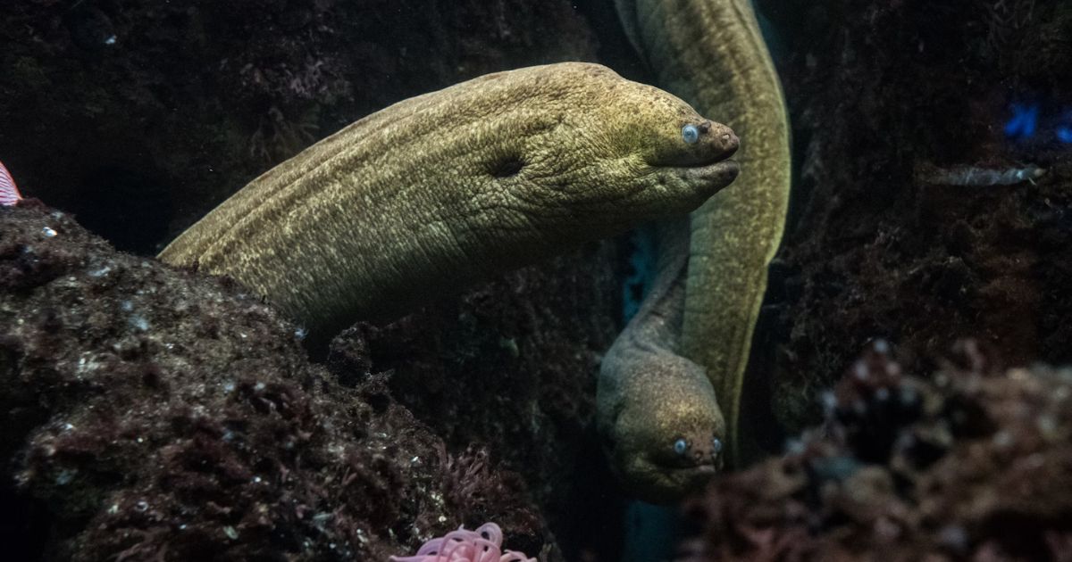 The Eel Totem