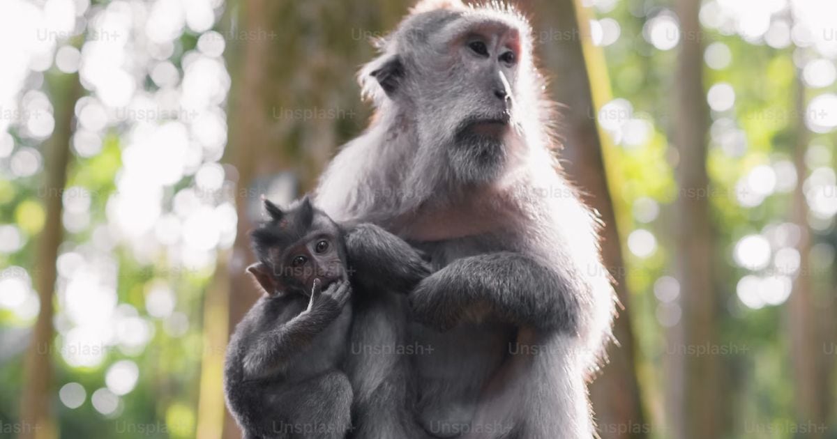 The Monkey Totem